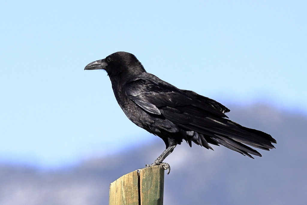 Cuervo Común desde Candela, Coah., México el 03 de abril de 2024 a las ...