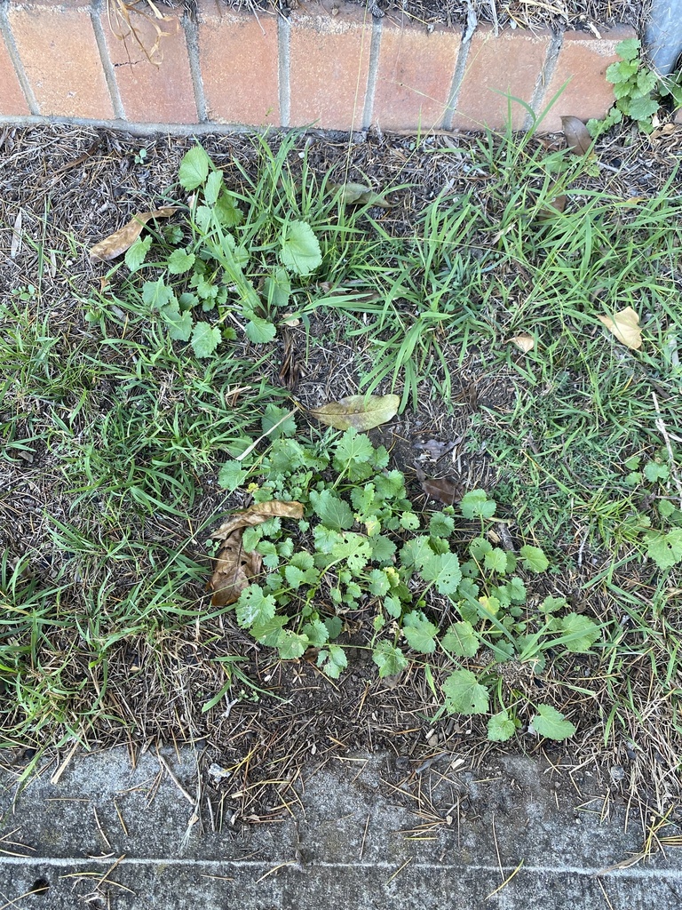 Carolina Bristlemallow from Picnic Point Rd, Panania, NSW, AU on April ...