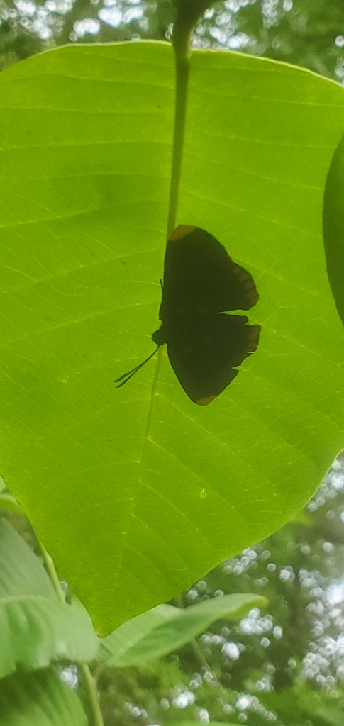 Red-bordered Pixie from Mission, TX, USA on April 25, 2024 at 06:26 PM ...