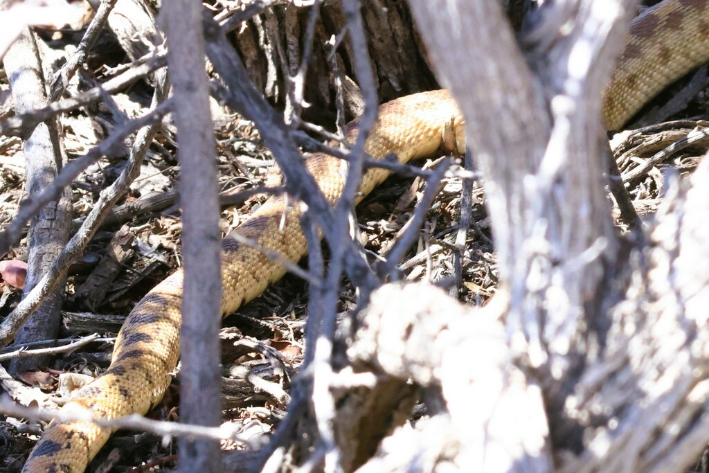 Gopher Snake from Joshua Tree NP--Barker Dam area 4260', Riverside ...