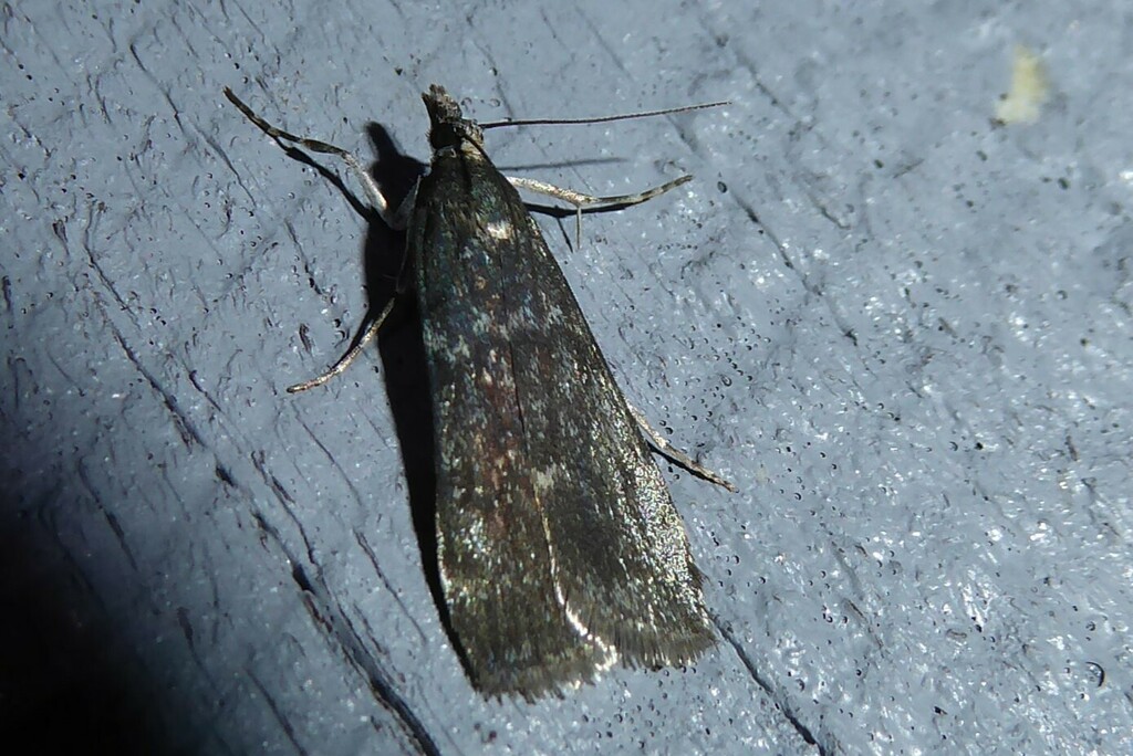 Stone Moth from Waikouaiti, New Zealand on April 9, 2024 at 08:53 PM by ...