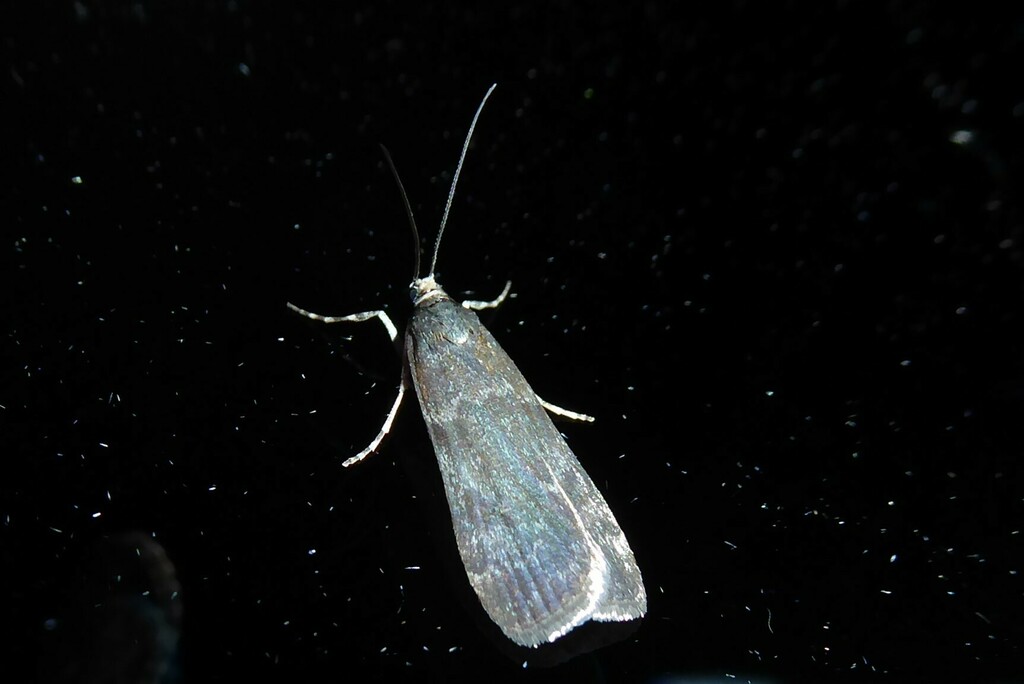 Stone Moth from Waikouaiti, New Zealand on April 9, 2024 at 09:20 PM by ...