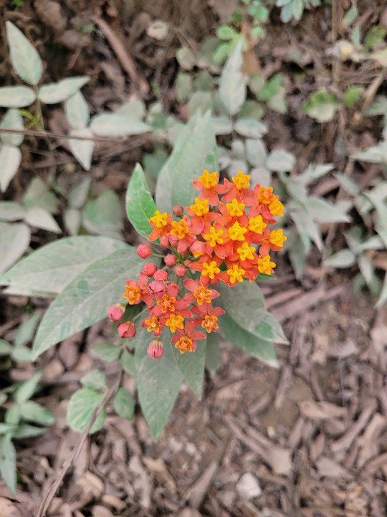 tropical milkweed from Landa de Matamoros, Qro., México on April 20 ...