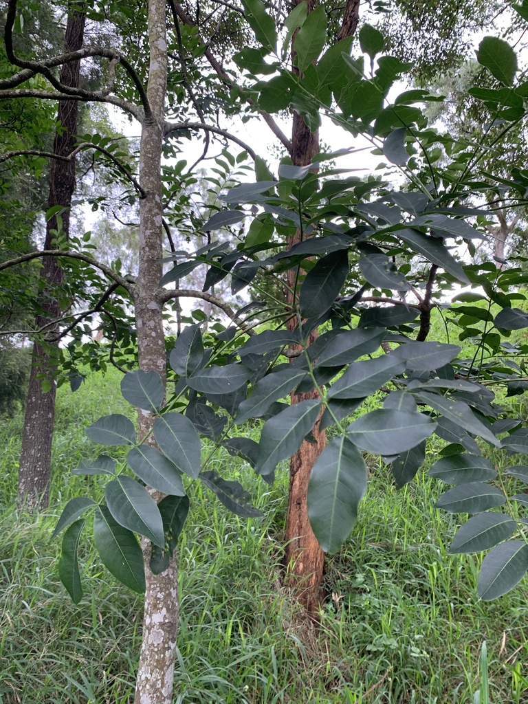Flindersia from Toowong Memorial Park, Toowong, QLD, AU on April 26 ...
