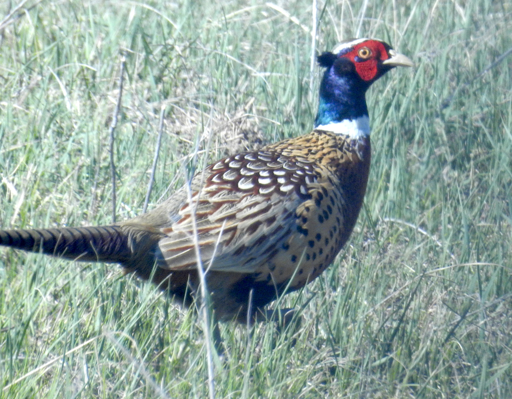 Ring-necked Pheasant from Bingham County, ID, USA on April 20, 2024 at 03:51 PM by Eric Rude ...