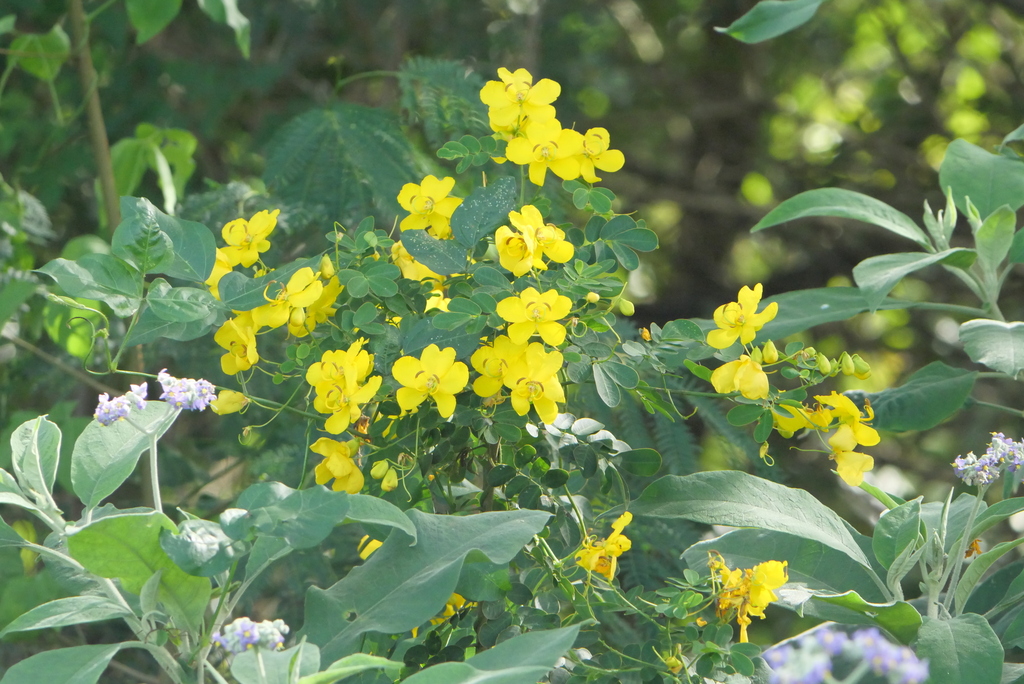 Easter Cassia from Brisbane QLD, Australia on April 26, 2024 at 09:12 ...