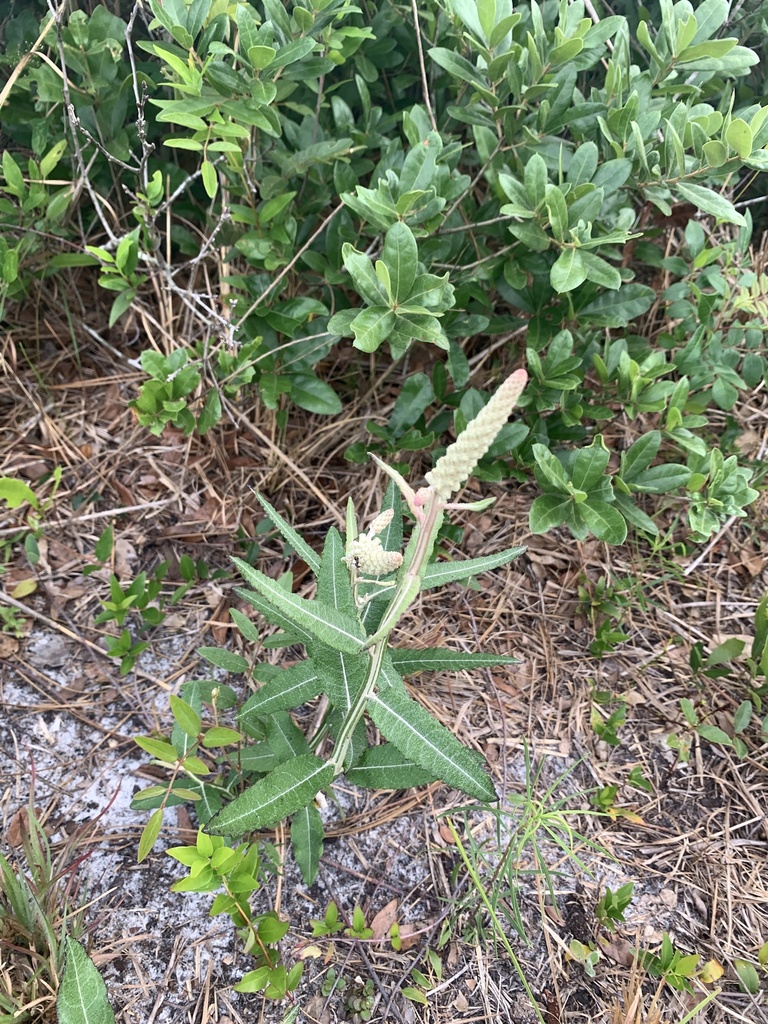 Dense-spike Blackroot from University of Central Florida Arboretum ...