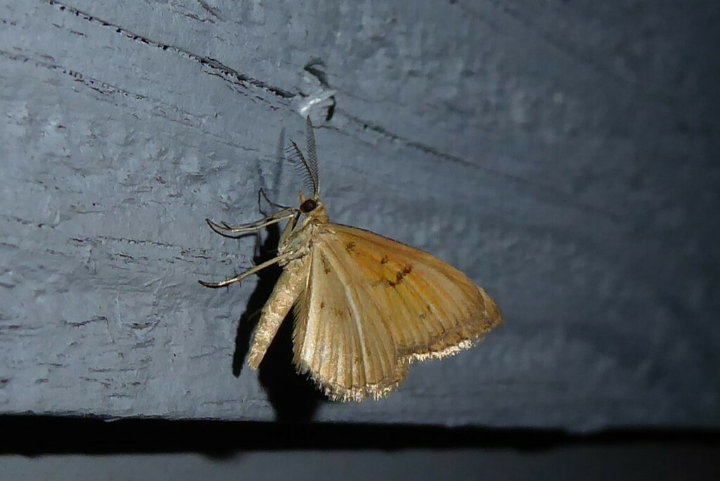 Asaphodes abrogata from Waikouaiti, New Zealand on April 9, 2024 at 11: ...