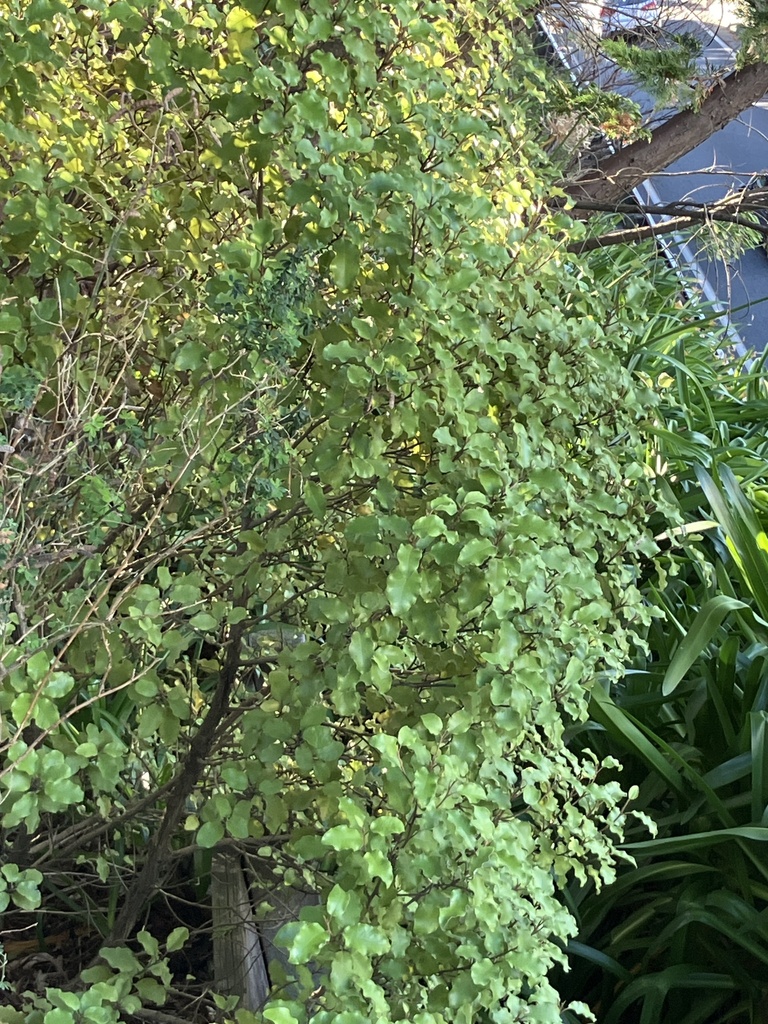 Akiraho from Bolton Street Memorial Park, Wellington, Wellington, NZ on ...