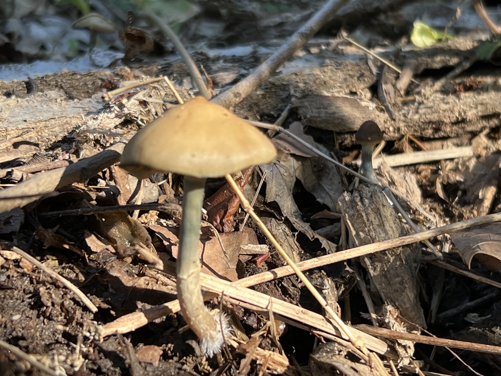 Psychedelic Ovoid Mushroom from WVU Core Arboretum, Morgantown, WV, US ...