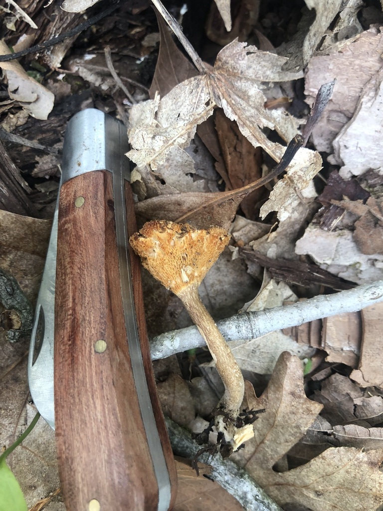 Spring Polypore from Glencoe Rd, Wildwood, MO, US on April 25, 2024 at ...