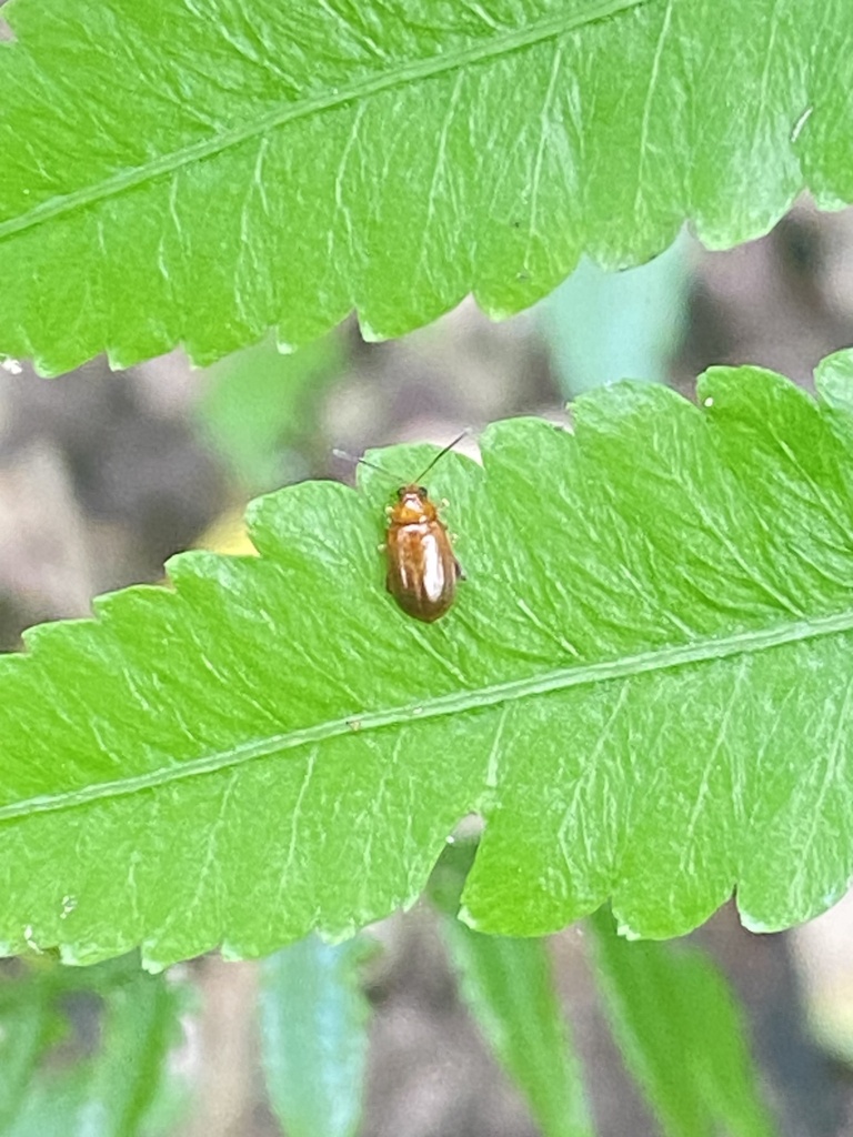 Aulacophora indica from San Agustin Botanical Garden, Tagum City, Davao ...