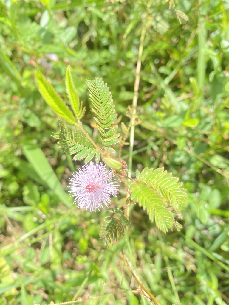 Sensitive Plant from San Agustin Botanical Garden, Tagum City, Davao ...