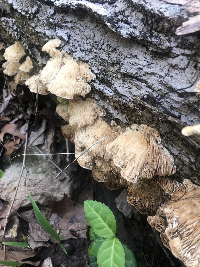 Gilled Polypore from Glencoe Rd, Wildwood, MO, US on April 25, 2024 at ...