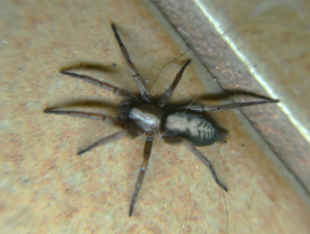 Eastern Parson Spider from Fraccionamiento Vista Real, Corregidora, Qro ...