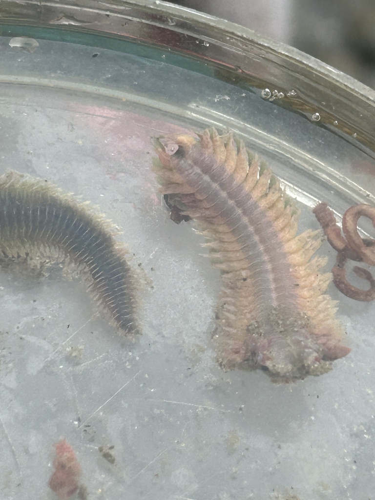 Clam Worm from Griffin Bay, Samish TDSA, WA, US on April 25, 2024 at 10 ...