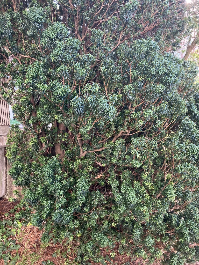common yew from Bolton Street Memorial Park, Wellington, Wellington, NZ ...