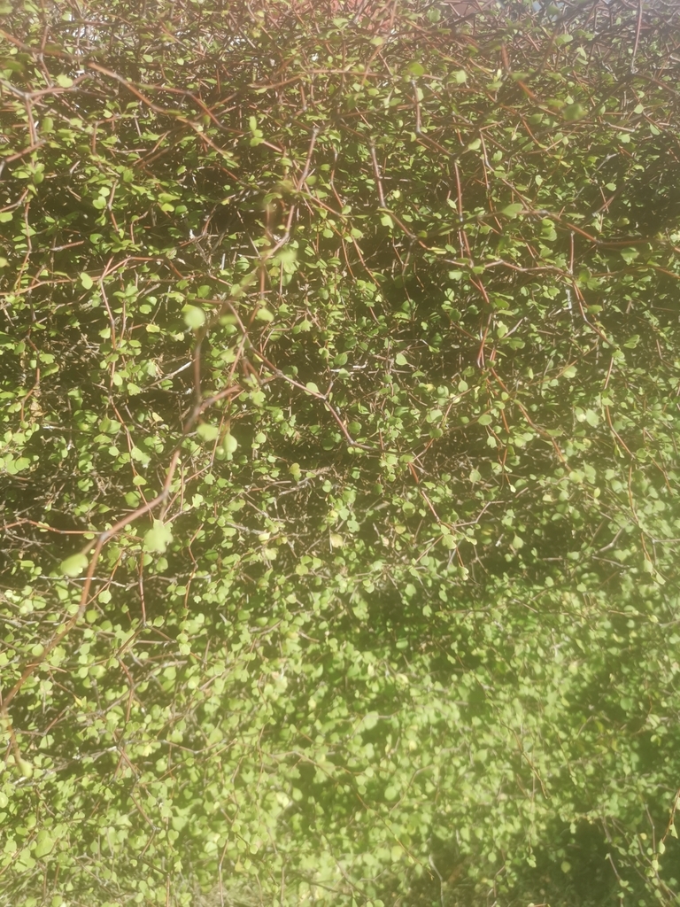 Shrubby tororaro from Nikau Valley, New Zealand on April 26, 2024 at 02 ...