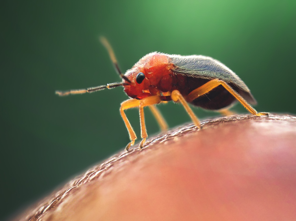 Yucca Plant Bug from South St, Laurens, SC, US on April 16, 2023 at 03: ...