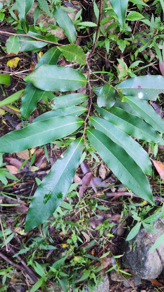 Zig-zag Vine from Enoggera Reservoir QLD 4520, Australia on April 26, 2024 at 09:03 AM by Alan ...
