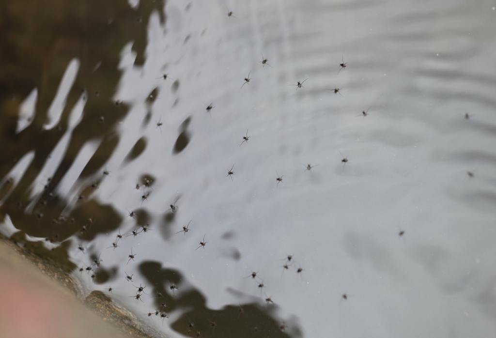 Coral Bugs from Gia Luận, Cát Hải, Hai Phong, Vietnam on April 25, 2024 ...