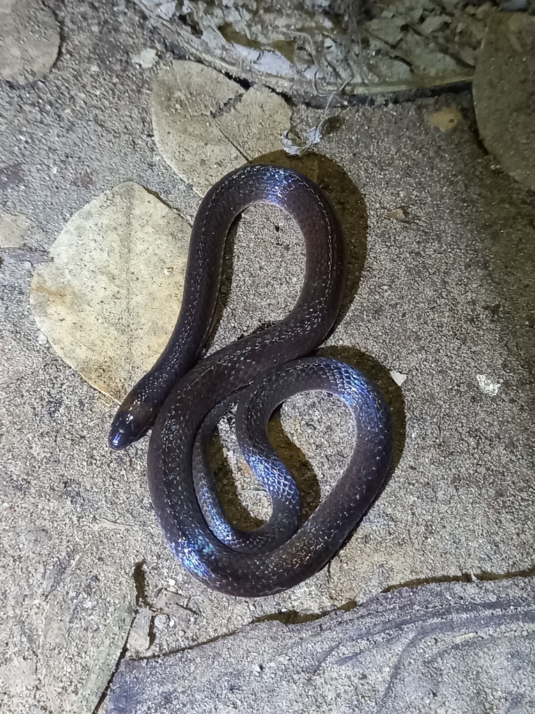 Emmel's Ground Snake from 3RQR+R8G, Santa Cruz de la Sierra, Bolivia on ...