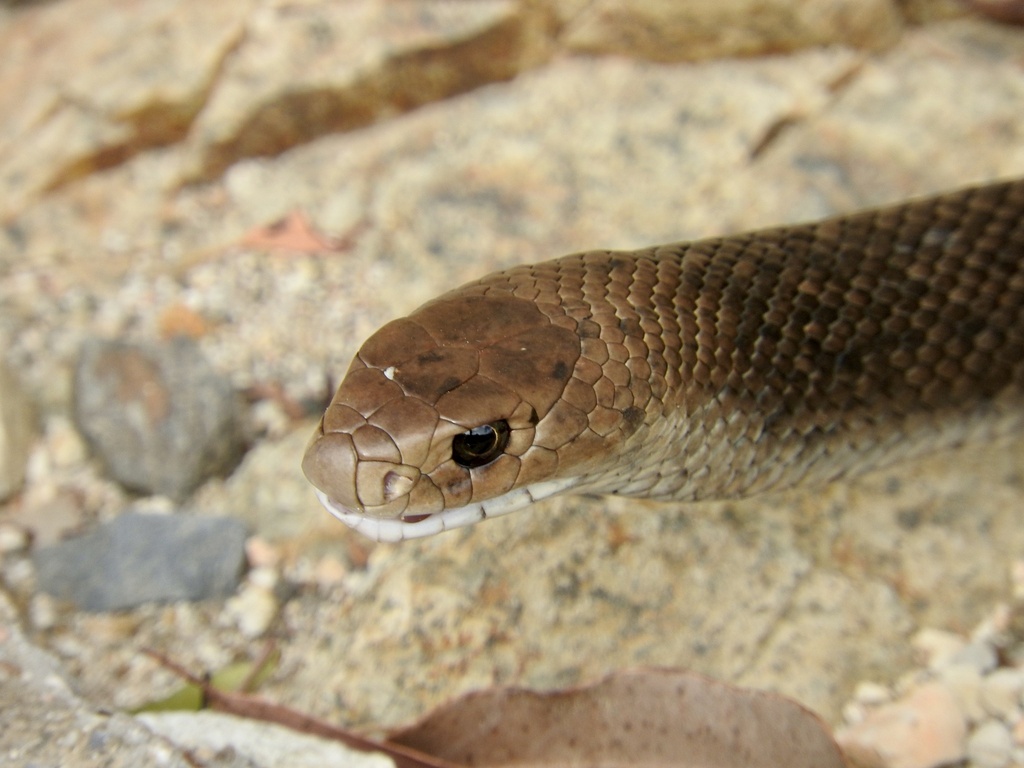 Eastern Brown Snake in April 2024 by danicalockett · iNaturalist