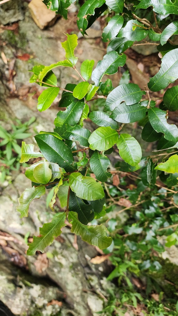 scrub cherry from Enoggera Reservoir QLD 4520, Australia on April 26 ...
