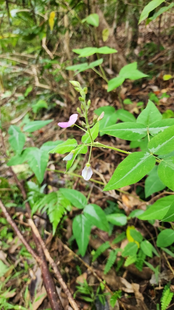 Silverleaf Desmodium from Enoggera Reservoir QLD 4520, Australia on ...