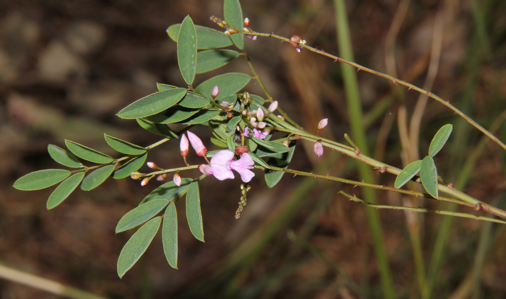 Australian Indigo from North Tamborine, Tamborine Mountain QLD 4272 ...