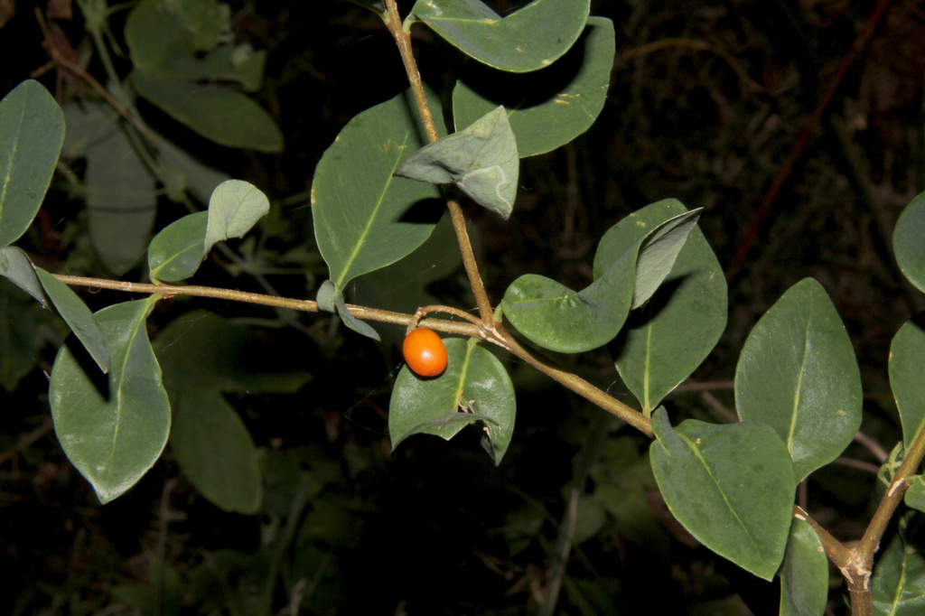 Bootlace Plant from North Tamborine, Tamborine Mountain QLD 4272 ...