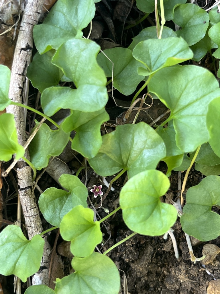 western ponysfoot from Santa Catalina Island, Avalon, CA, US on April ...