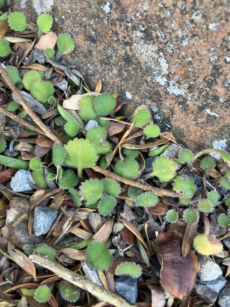 Leptinella rotundata in April 2024 by naturewatchwidow · iNaturalist