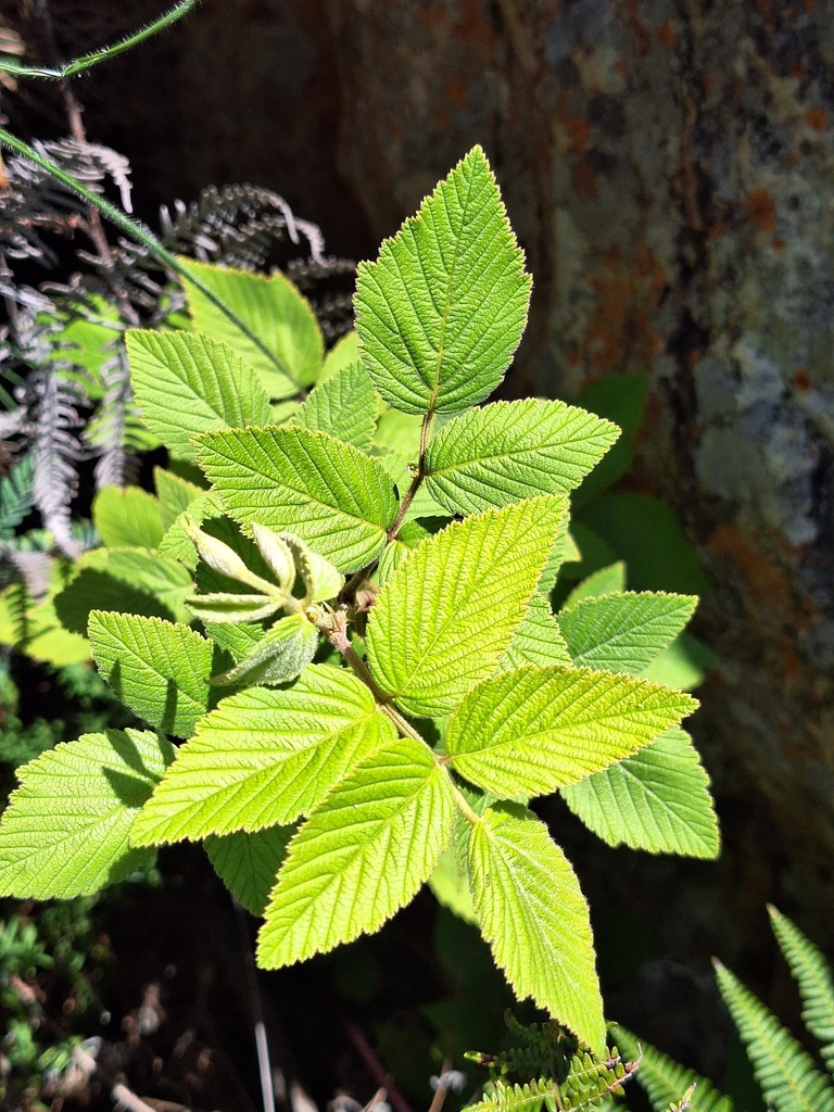 Common Bramble from Nkangala District Municipality, South Africa on ...