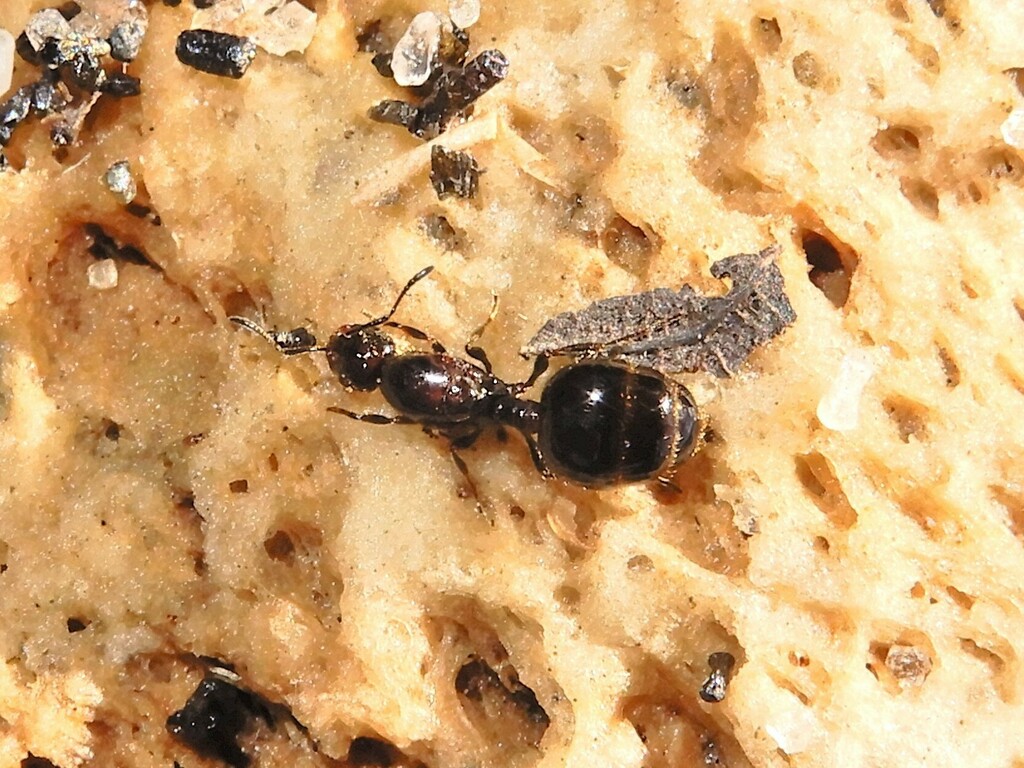 Southern Ant from Whareroa, Lake Taupo, New Zealand on April 22, 2024 ...