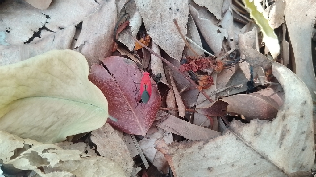 Antilochus coquebertii from ตำบล บางคล้า อำเภอบางคล้า ฉะเชิงเทรา 24110 ...