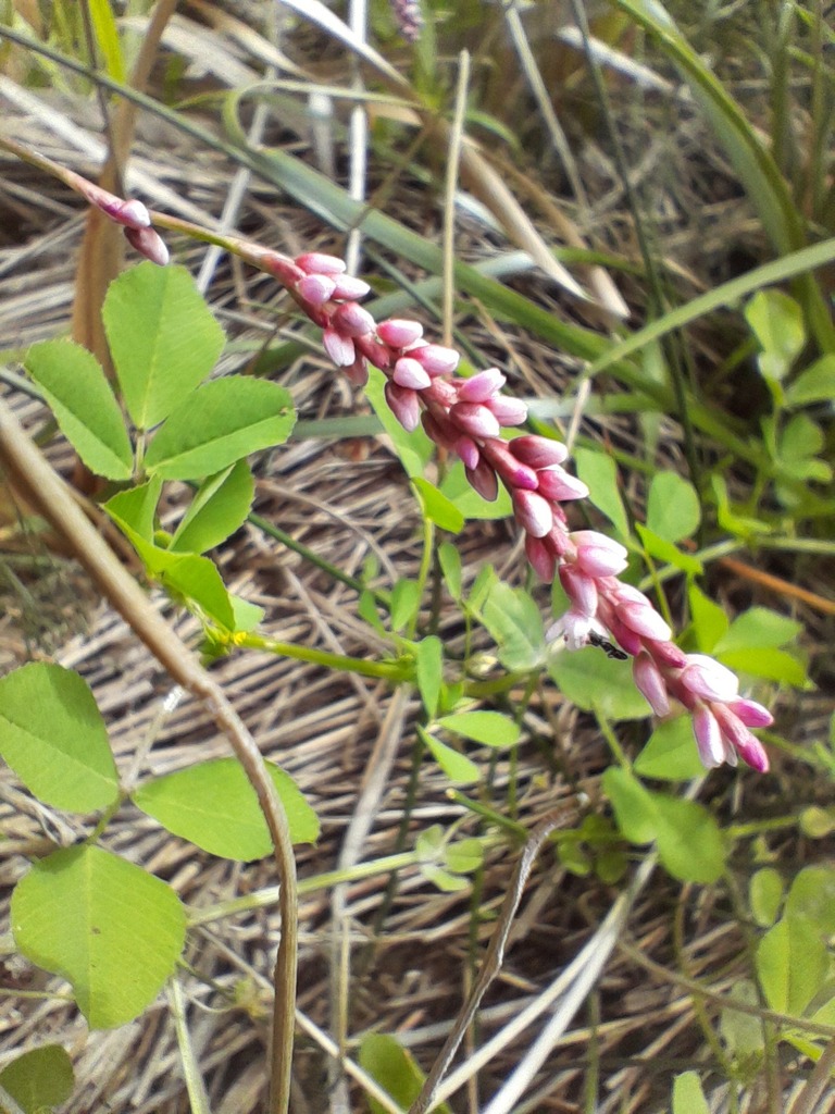 slender knotweed from Cape Bridgewater VIC 3305, Australia on April 25 ...