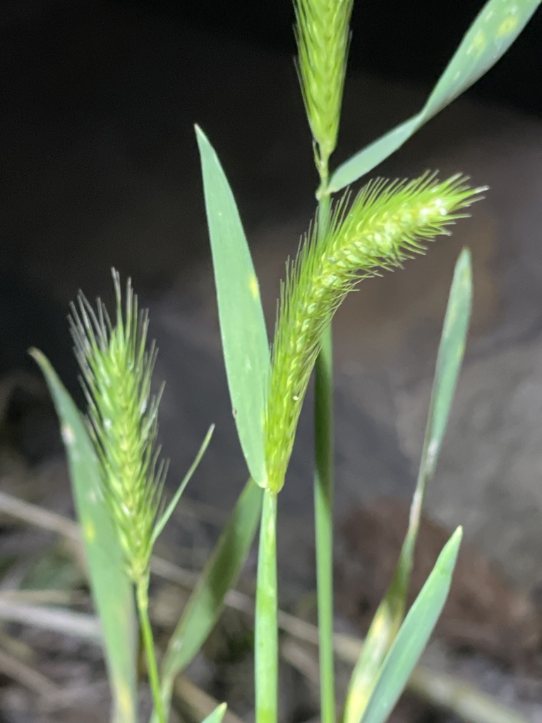 little barley from McKinney, TX, US on April 26, 2024 at 12:34 AM by ...