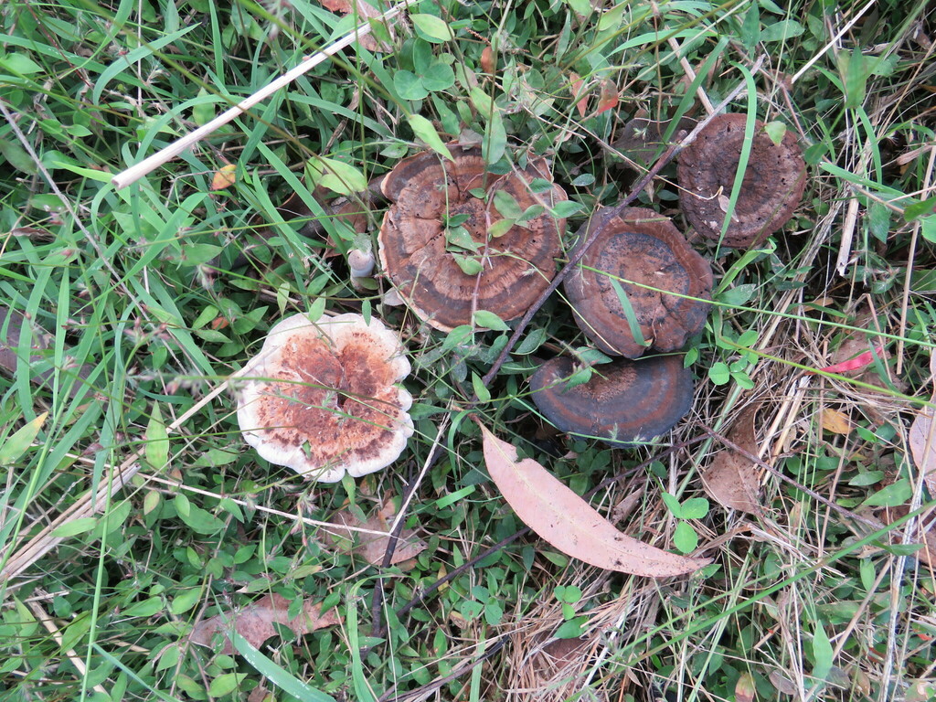 Sanguinoderma from Forest Edge, 7 Hobbits Way, Caparra NSW 2429 ...