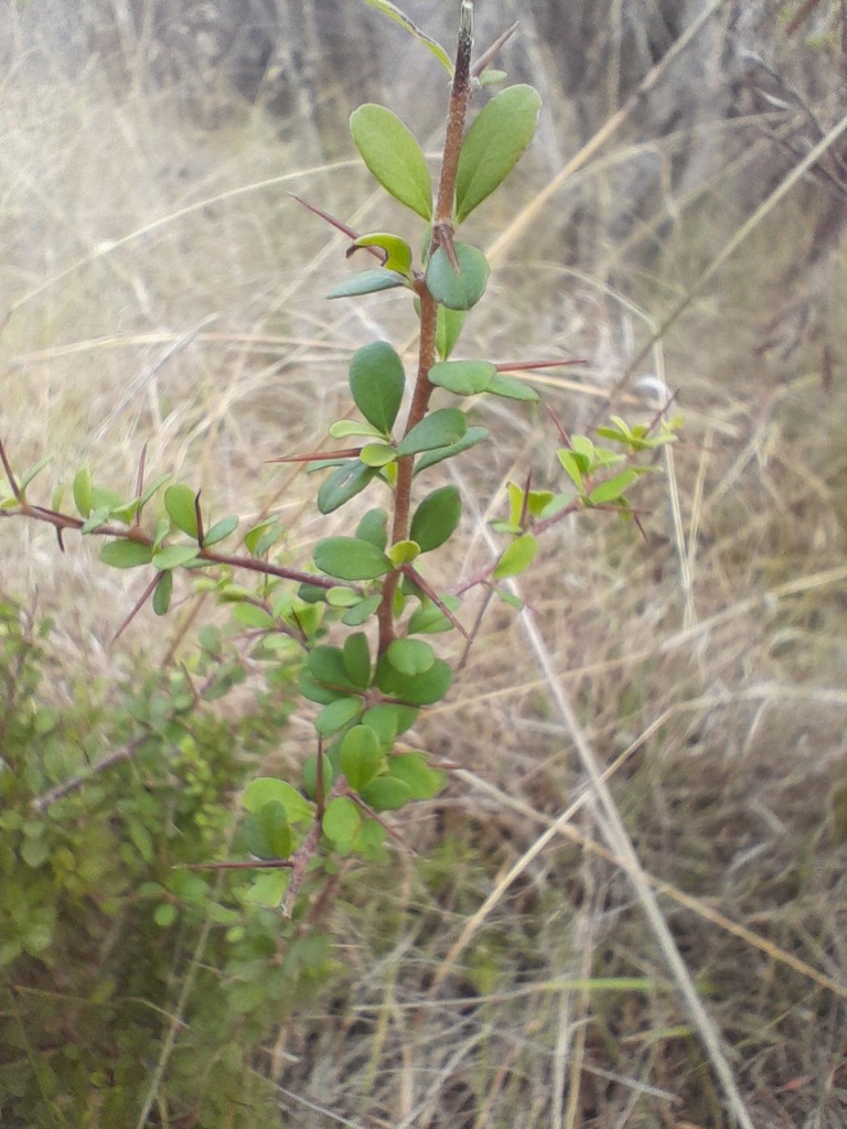 Prickly Currant-Bush from Cape Bridgewater VIC 3305, Australia on April ...