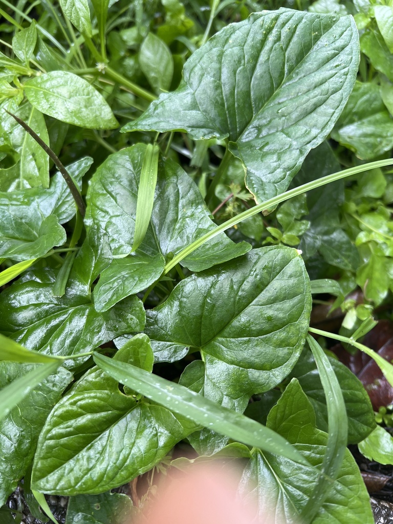 Divaricate Typhonium from 臺灣島, 中壢區, TAO, TW on April 26, 2024 at 02:03 ...