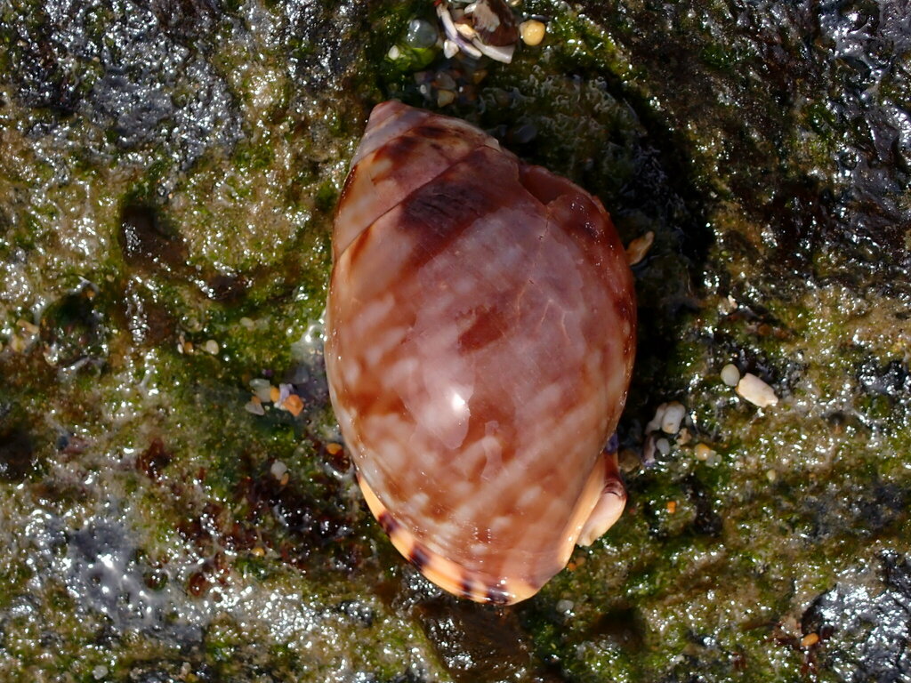 Labiate Helmet Snail from New South Wales, Australia on April 25, 2024 ...