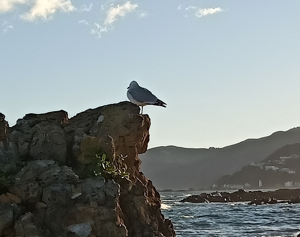Masked Gulls in April 2024 by Sam · iNaturalist