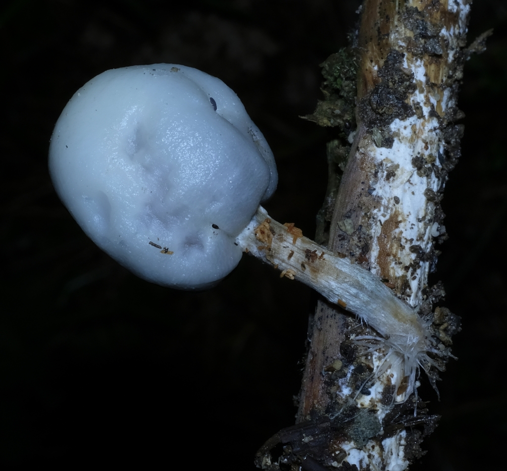 Psilocybe weraroa from Ohariu, Wellington 6037, New Zealand on April 26 ...