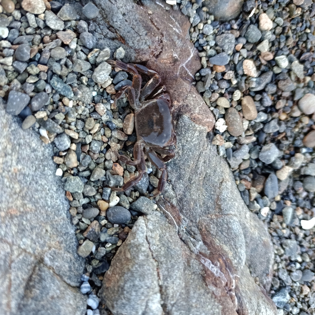 Smooth Shore Crab from Houghton Bay, Wellington, New Zealand on April ...