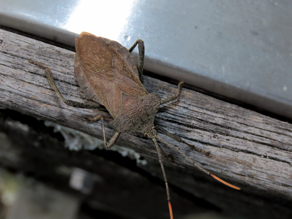 Ochrochira potanini from 336台灣桃園市復興區福巴越嶺古道 on April 5, 2021 at 07:37 AM ...