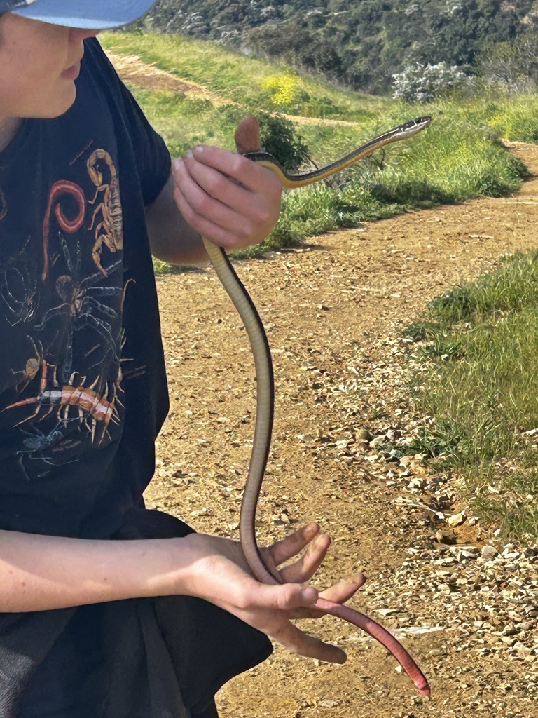 California Striped Racer from Westridge-Canyonback Wilderness Park, Los ...