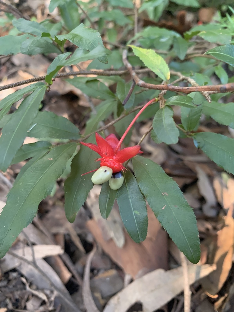 Small-leaved plane from Glenrock State Conservation Area, Merewether, NSW, AU on April 26, 2024 ...