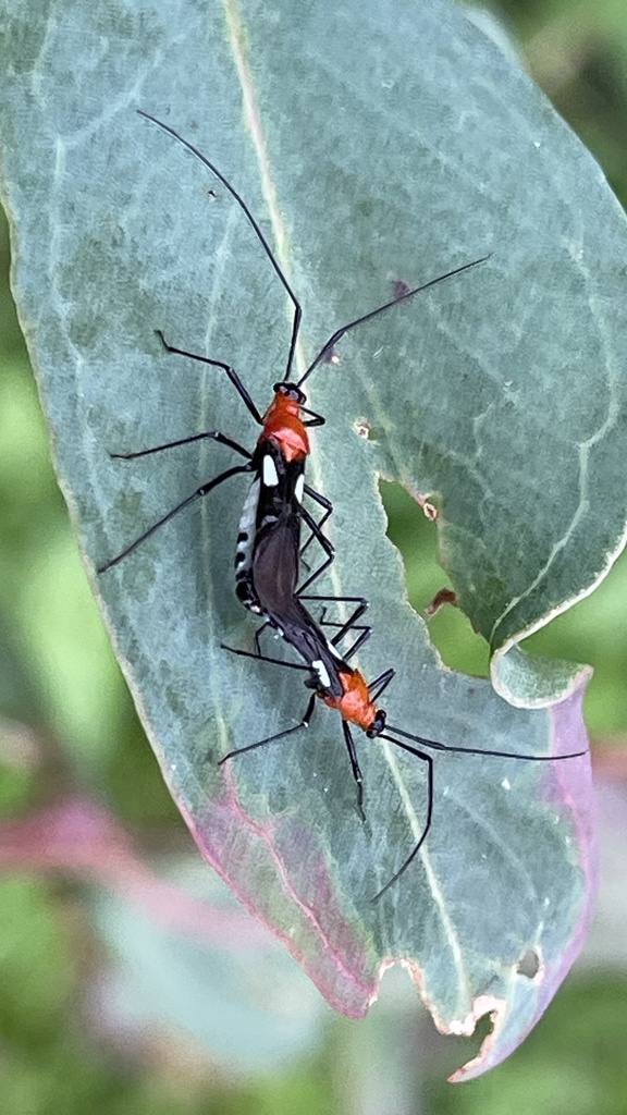 Rayieria basifer from Wacol Bushlands, Wacol, QLD, AU on April 26, 2024 ...