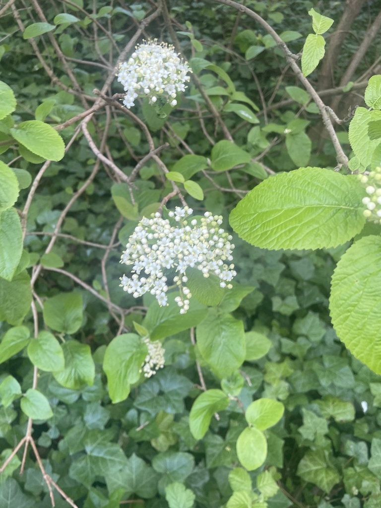 Wayfaring-tree from University of York, York, England, GB on April 26 ...
